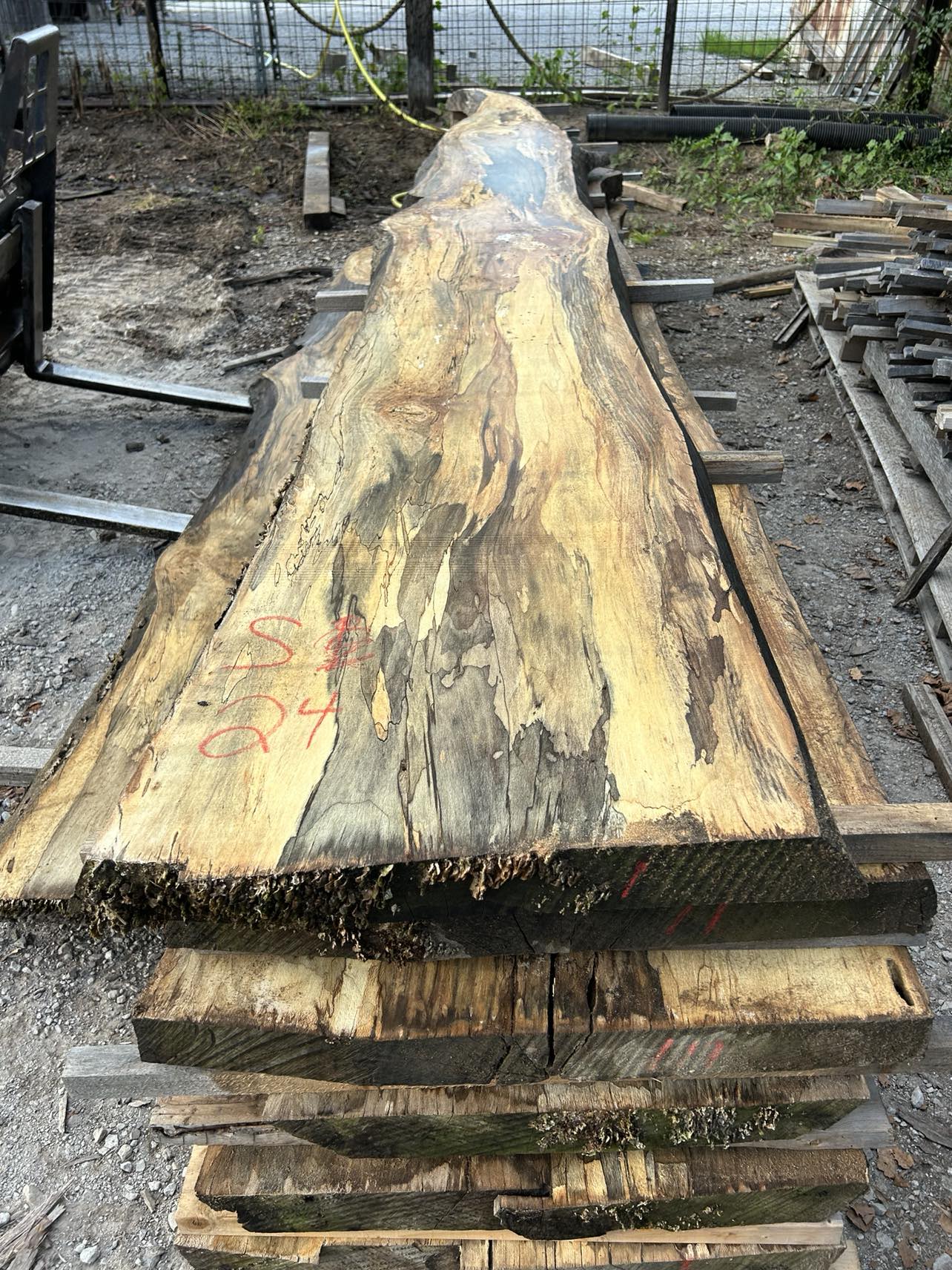 SYCAMORE – WINSTEAD'S WOOD